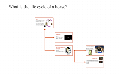 What is the life cycle of a horse? by Mey-Lin Mau on Prezi