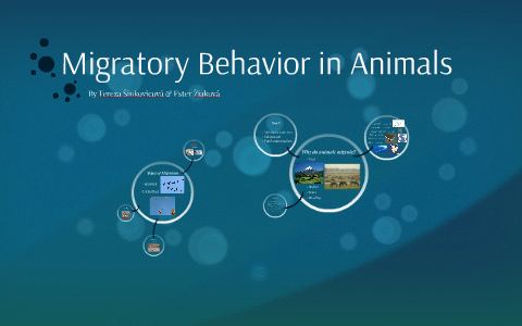 Migratory Behavior in Animals by Ester Ziakova on Prezi