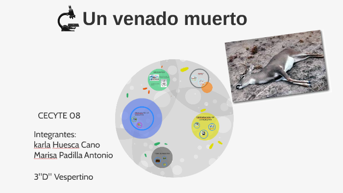 Un venado muerto by ari padilla on Prezi