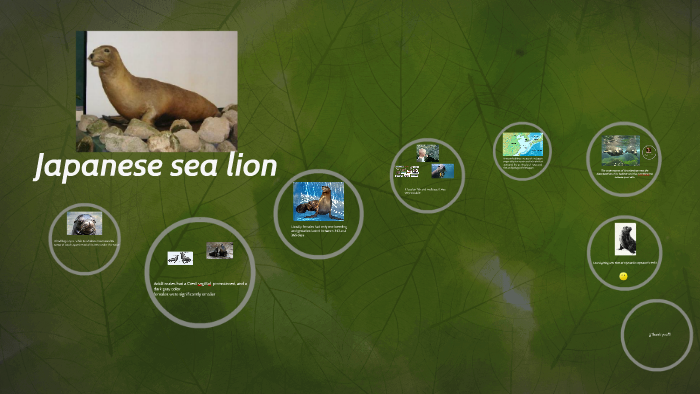 Japanese sea lion by Edwin SF on Prezi