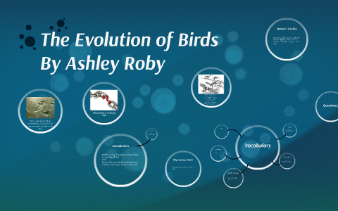 The Evolution of Birds by Ashley Roby