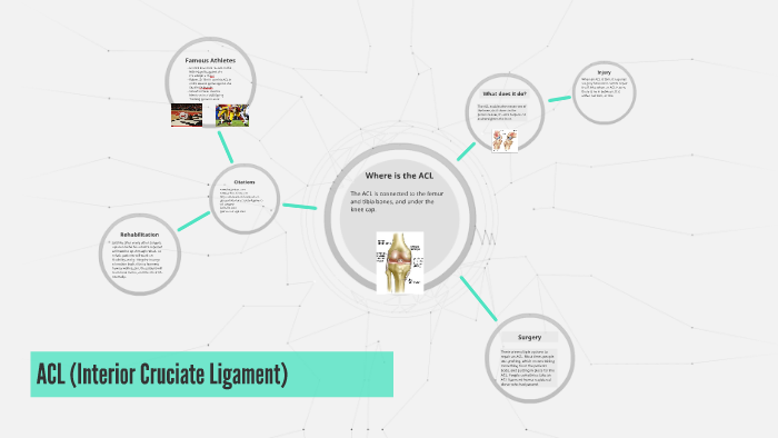 ACL (Interior Cruciate Ligament by Ryan Picollo on Prezi