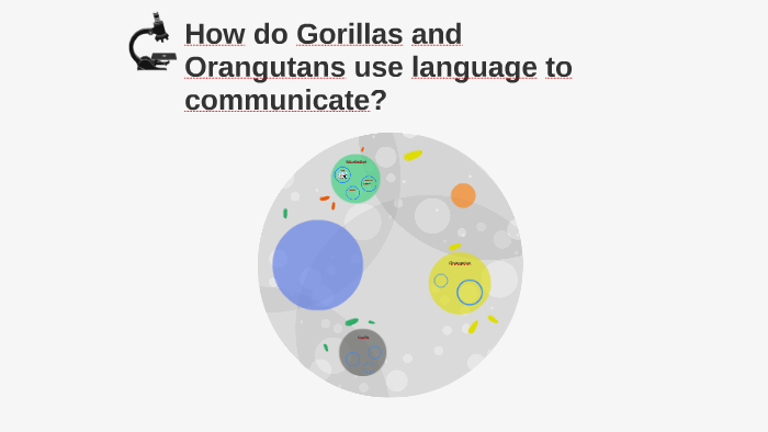 How does Gorillas and Orangutans use language to communicate by Minju ...