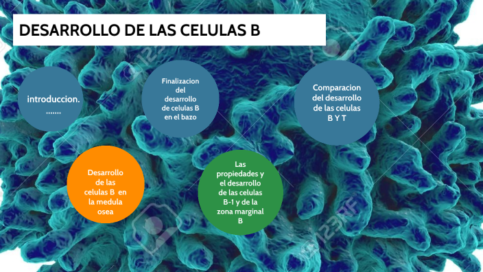 Desarrollo De Las Células B By Oscar Sánchez On Prezi