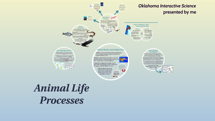ANIMAL LIFE PROCESSES by Alyssa Cunningham on Prezi