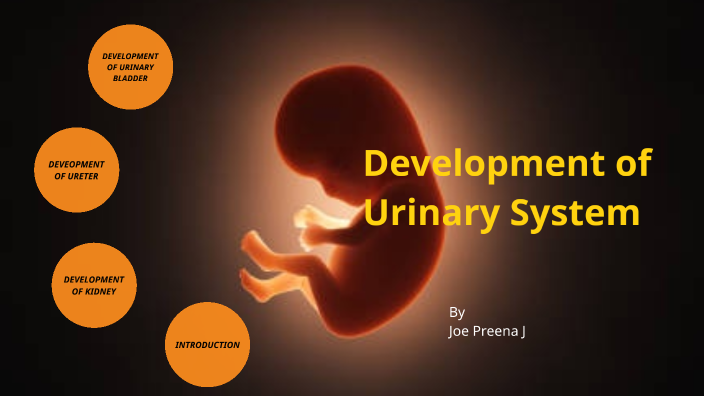 Development of Urinary System by Joe Preena on Prezi