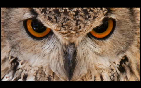 Owls by Cassandra Alaniz