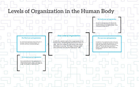 Levels of Organization in the Human Body by Savannah Snellings on Prezi