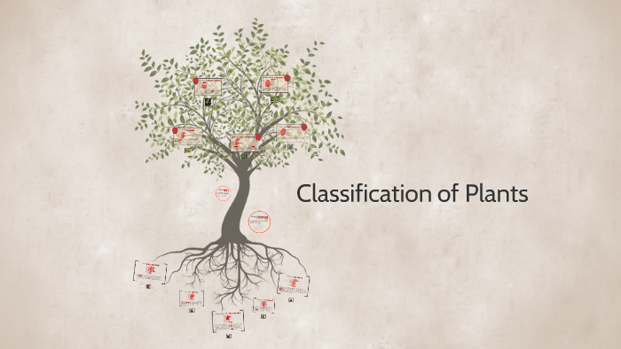 Bio plant classification project by cassia jean on Prezi