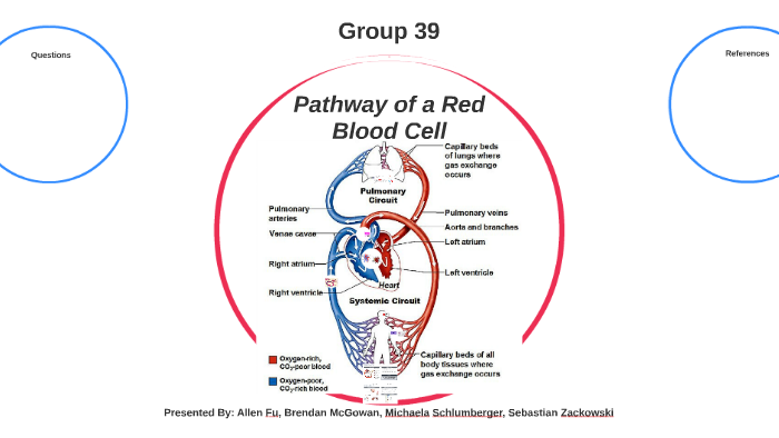 Pathway of a Red Blood Cell by Sebastian Zackowsi on Prezi