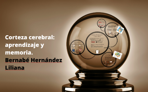 Corteza Cerebral Aprendizaje Y Memoria By Liliana Bernabé On Prezi