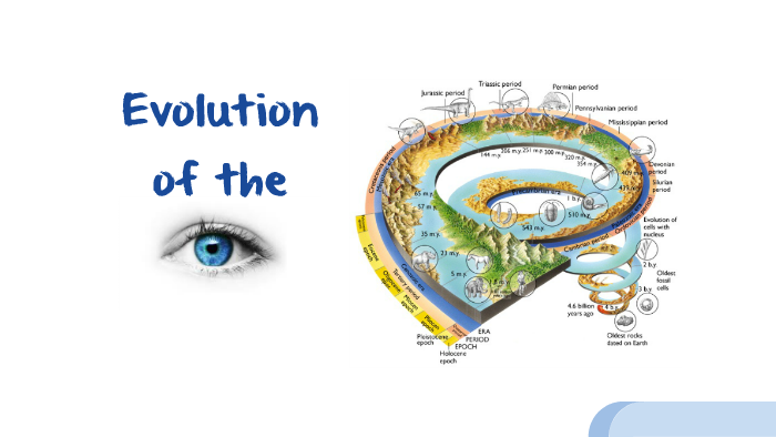 Evolution of the eye by Ninande Vermeer on Prezi