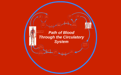 Path of Blood Through the Circulatory System by Chris Bergin on Prezi
