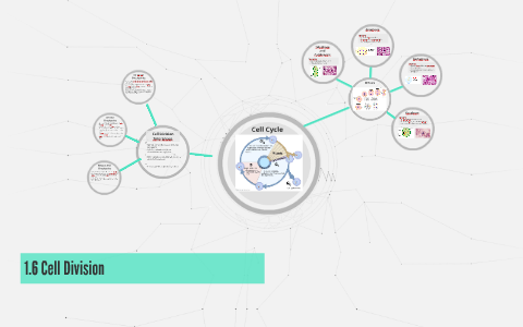 1.6 Cell Division Mindmap by Tristan Mak on Prezi