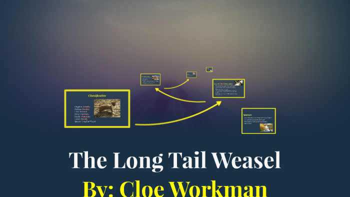 The Weasel by Cloe Workman on Prezi