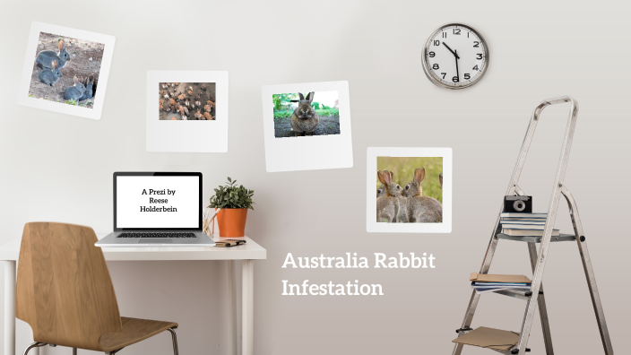 Australian Rabbit Infestation by Reese Holderbein on Prezi