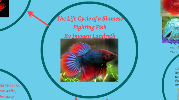 The life cycle of siamese fighting fish by Jessie Landreth on Prezi