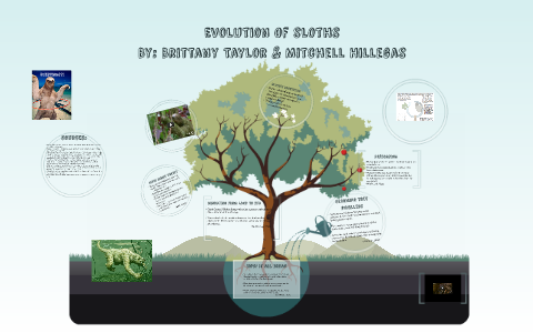 Evolution Of sloths by Brittany Taylor on Prezi