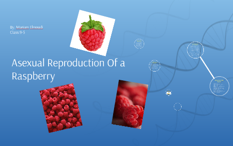 Asexual Reproduction of a Raspberry by Mariam Elmoudi on Prezi