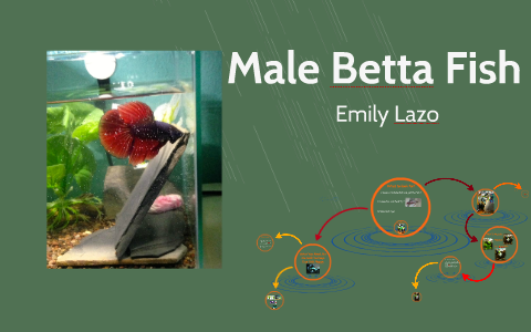 Beta Fish by Emily Lazo on Prezi
