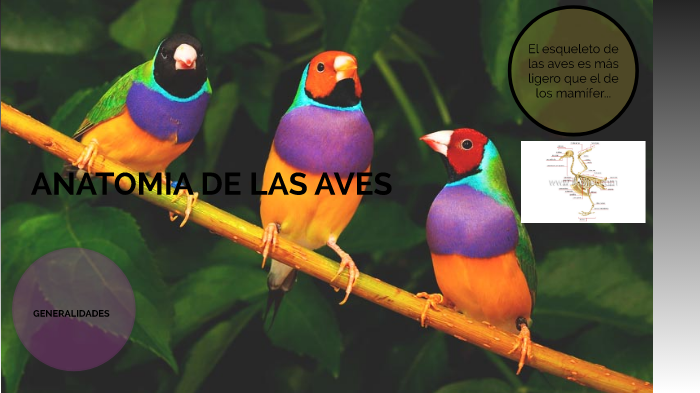 ANATOMIA DE LAS AVES by Erika Fernanda Ortega on Prezi