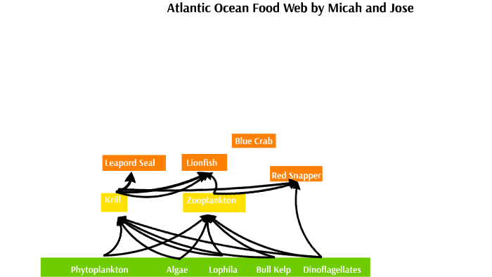 Atlantic Ocean Food Web by Micah Pryor on Prezi