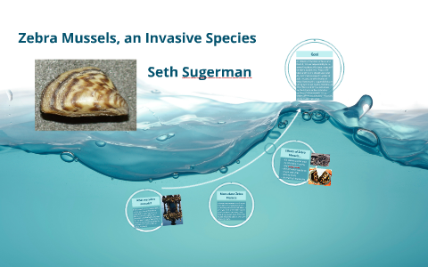 Zebra Mussels, an Invasive Species by Seth Sugerman on Prezi