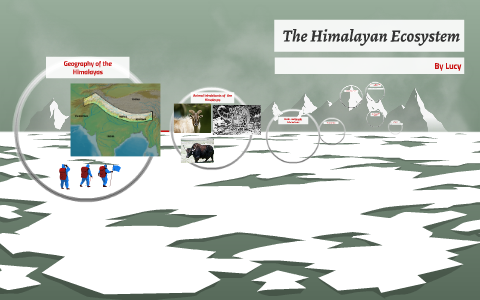 The Himalayan Ecosystem by Lucy An on Prezi