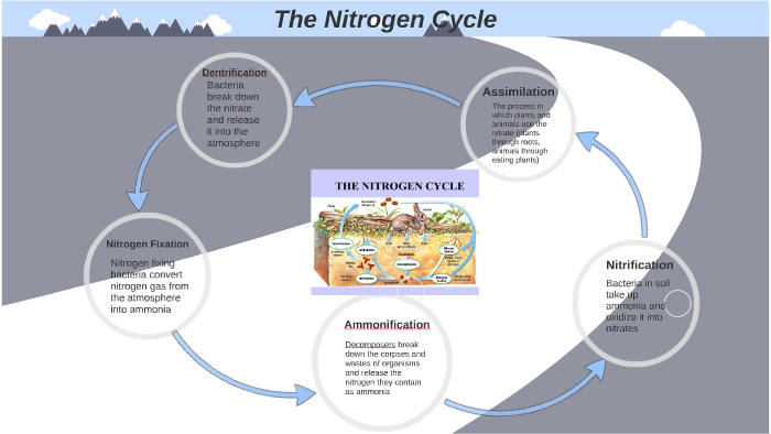 The Nitrogen Cycle by Matthew Bratton on Prezi