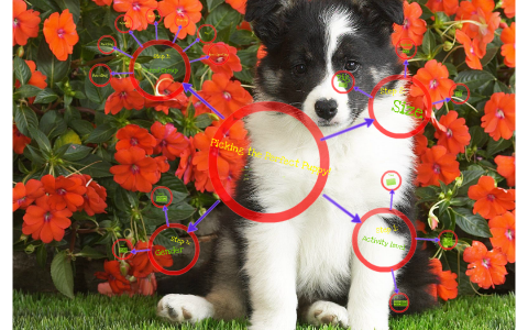 Picking the Perfect Puppy! by Emmaline Johnson on Prezi
