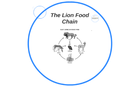 The Lion Food Chain by joshua Sousa on Prezi
