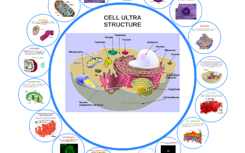 CELL ULTRA STRUCTURE by Lilian Vazquez on Prezi