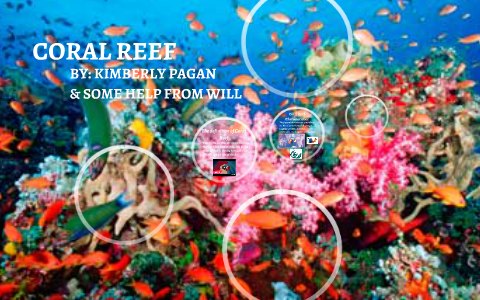 CORAL REEF by kimberly pagan on Prezi