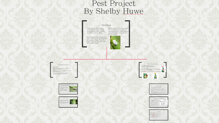 Pest Project by shelby dolajak on Prezi