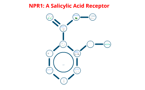 NPR1 as Salicylic Acid Receptor by Derk te Winkel on Prezi