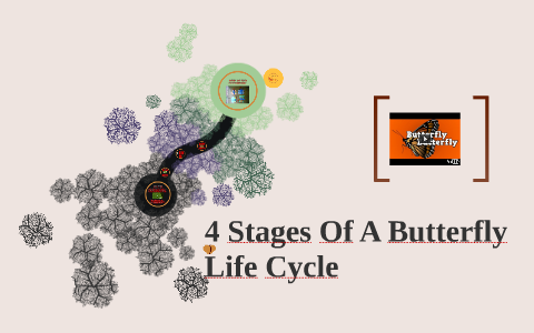 4 Stages Of A Butterfly Life Cycle by April Doss on Prezi