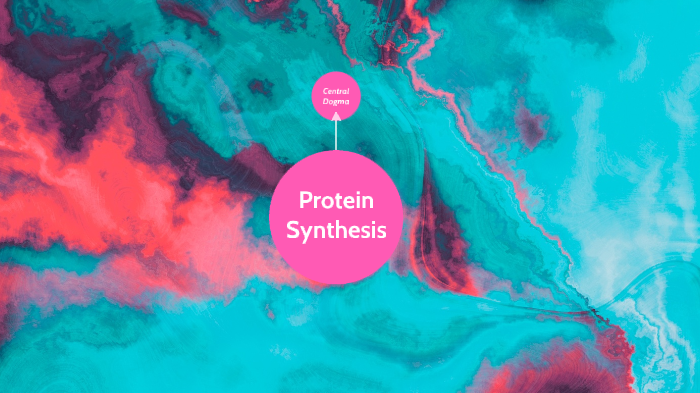 Protein Synthesis Concept Map By Jada Rodriguez On Prezi