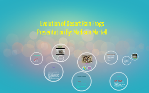 Evolution of Desert Rain Frogs by Madison Martell on Prezi