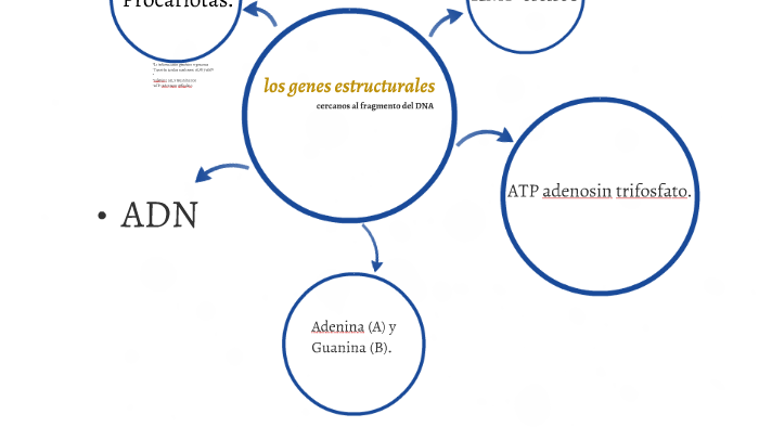 los genes estructurales by fernando romo on Prezi