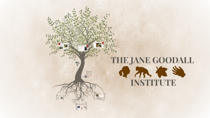THE JANE GOODALL INSTITUTE by Sherry Kuang