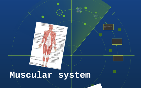 Muscular system by javin johnson on Prezi