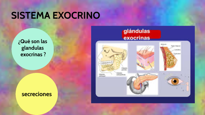 Sistema Exocrino by jhoanna cuahutle hernandez on Prezi