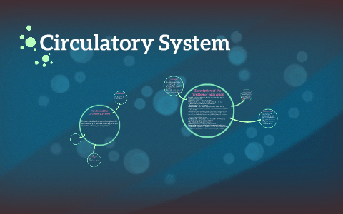 Circulatory System Project by Brooke Fink on Prezi