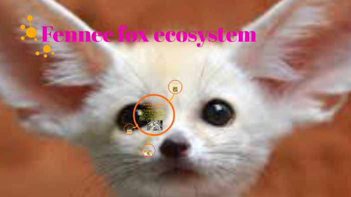Fennec fox ecosystem by eli harris on Prezi