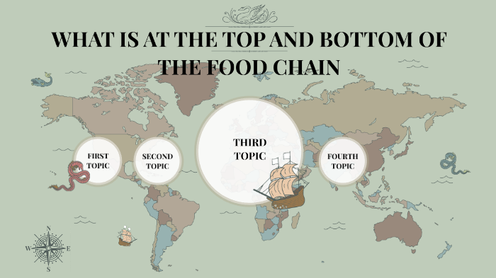 what is at the top of the food chain and what is at the bottom of the ...