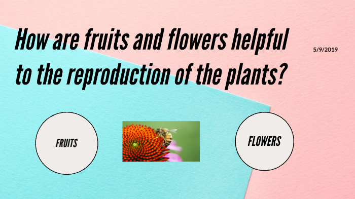 How are fruits and flowers helpful to the reproduction of plants? by ...