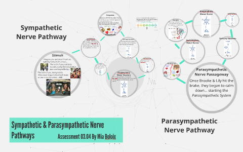 Sympathetic & Parasympathetic Nerve Pathways by Mia Boloix on Prezi