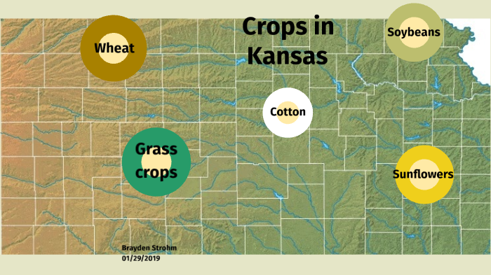 Major Crops in Kansas by Jennifer Strohm on Prezi