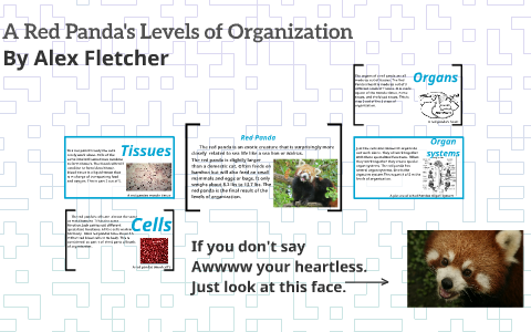 A Red Panda's Levels of Organization by Alex Fletcher on Prezi