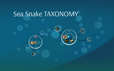 Sea Snake TAXONOMY by Sonny Zimmerman on Prezi